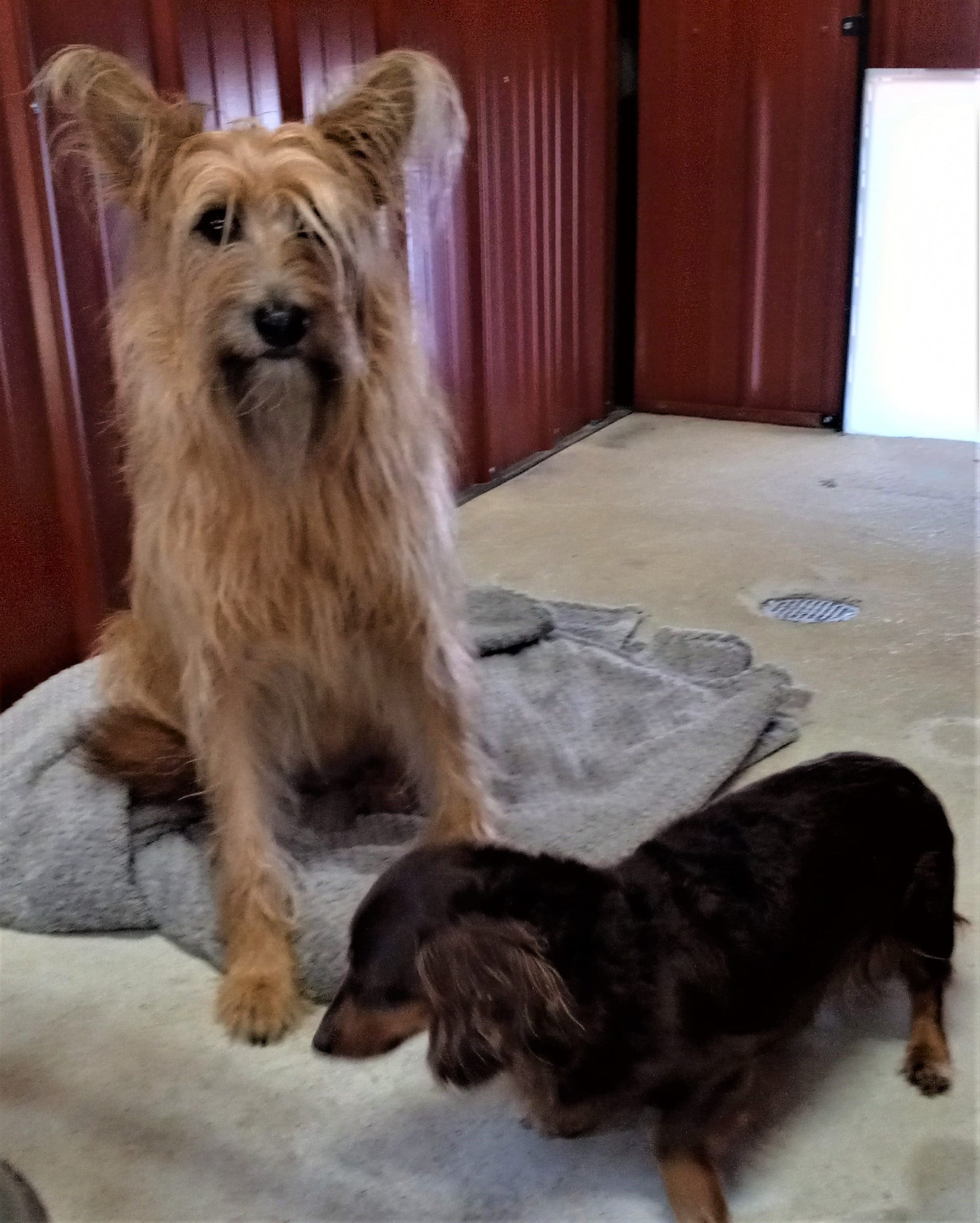 Facility Gallery - www.south40kennelok.com